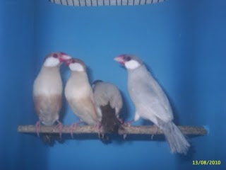 Aves do meu Tempo!: Pardais de Java