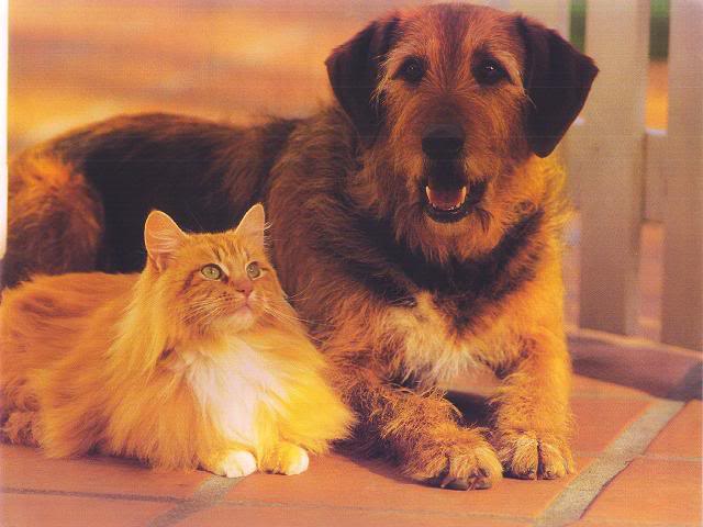 English 50: Dogs and Cats
