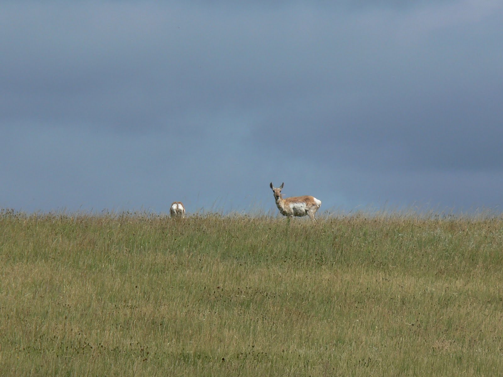 21st Century Odyssey: Fort Pierre National Grasslands.