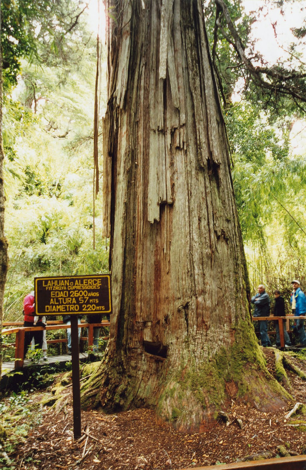 Parque Nacional los Alerces