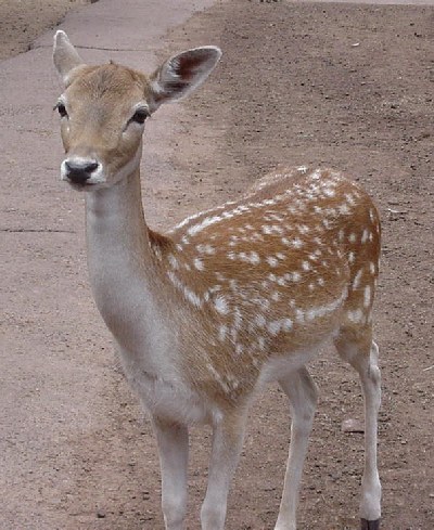 World of animals: World of Deers