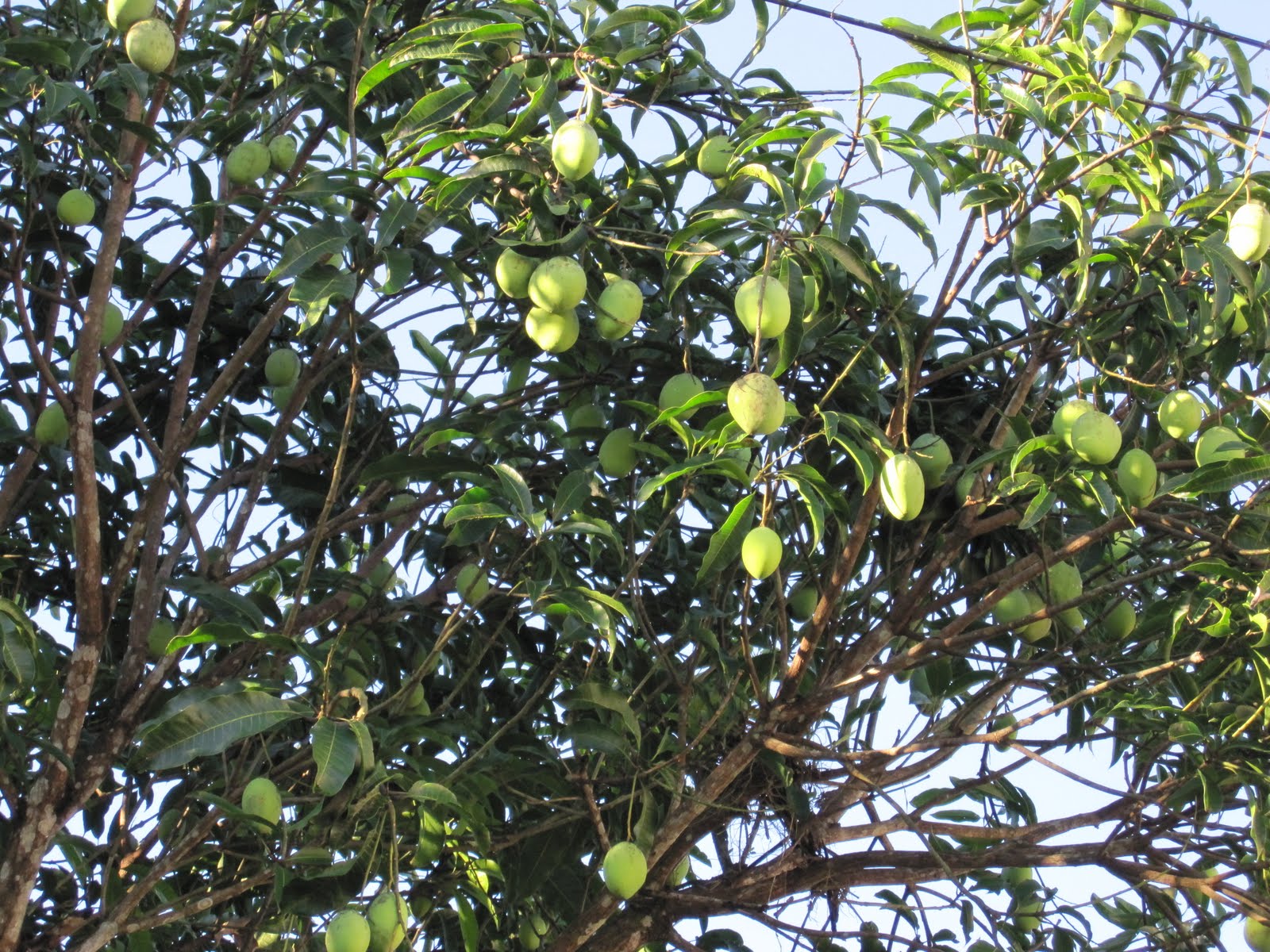 CORAT CORET KEHIDUPANKU: MANGGA ATAU MEMPELAM?