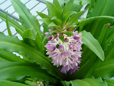 LA BOLSA VERDE: Eucomis leia (Aloha Leia, Aloha Lily 'Leia' )_HYACINTHACEAE