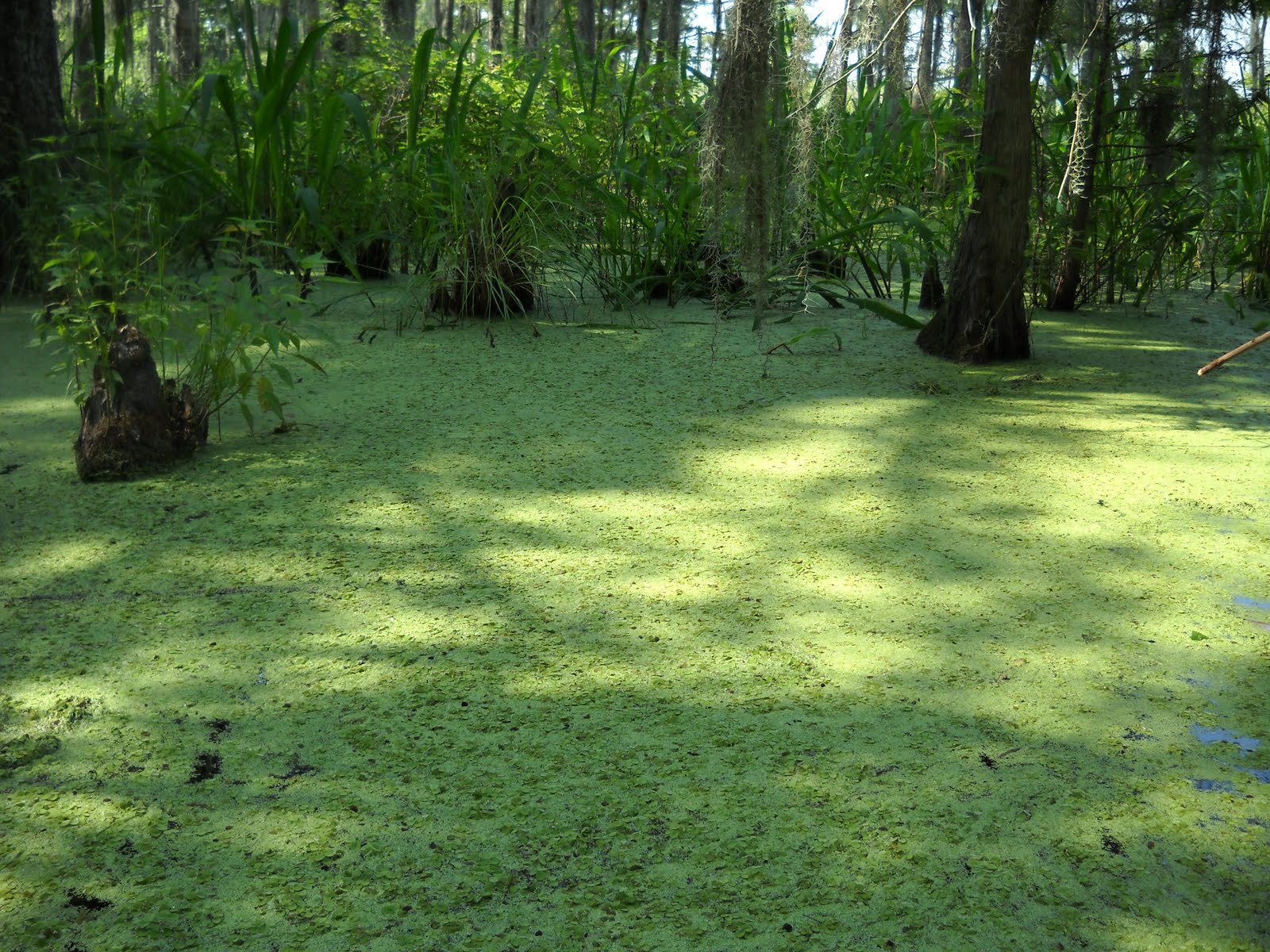 simply iowa: The Swamp Tour....