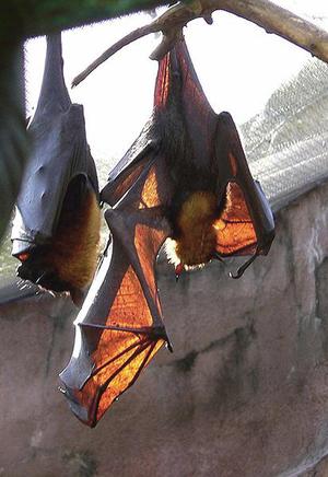 da|NATURALIST: Flying foxes facing extinction