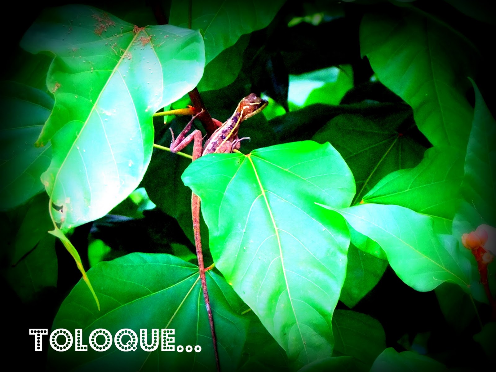 LUPITA MIRANDA GARCIA: La Biodiversidad de comalcalco Tabasco