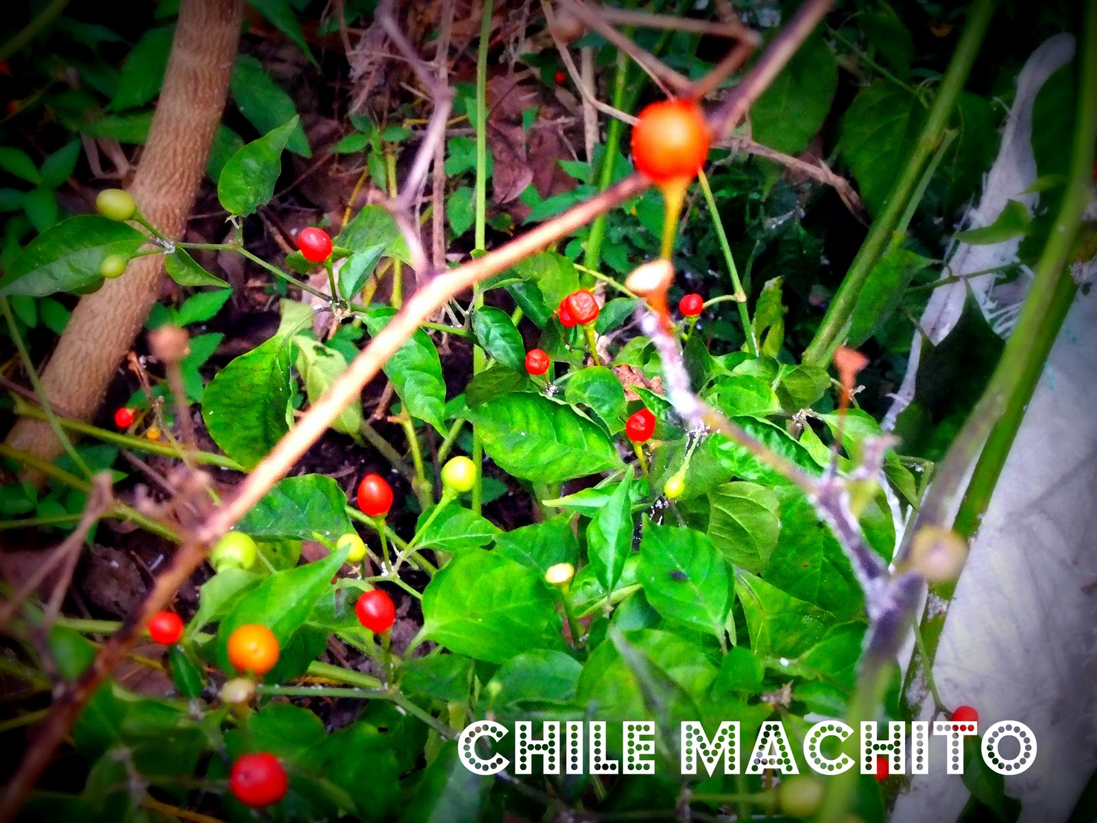 LUPITA MIRANDA GARCIA: La Biodiversidad de comalcalco Tabasco