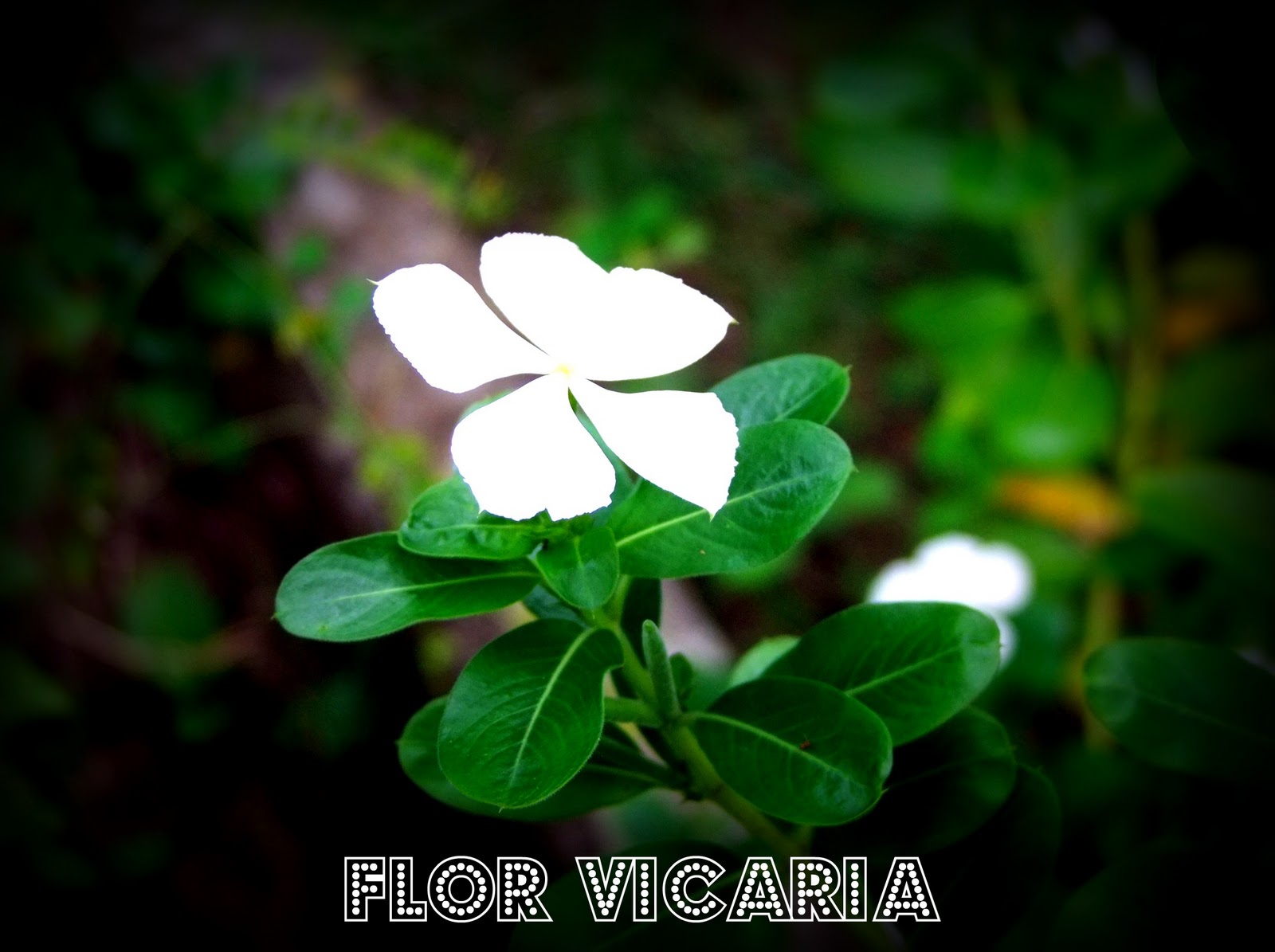 LUPITA MIRANDA GARCIA: La Biodiversidad de comalcalco Tabasco