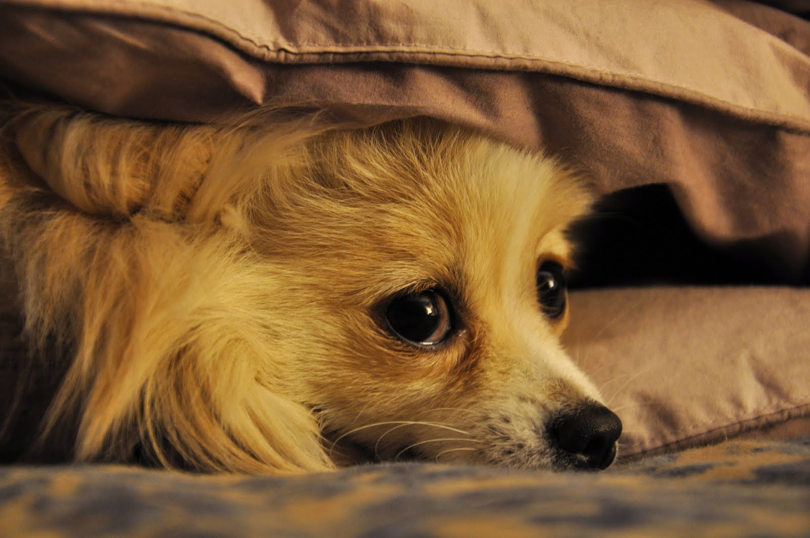 Everything but the..: Anyone want to see a pitiful puppy? Here ya go..