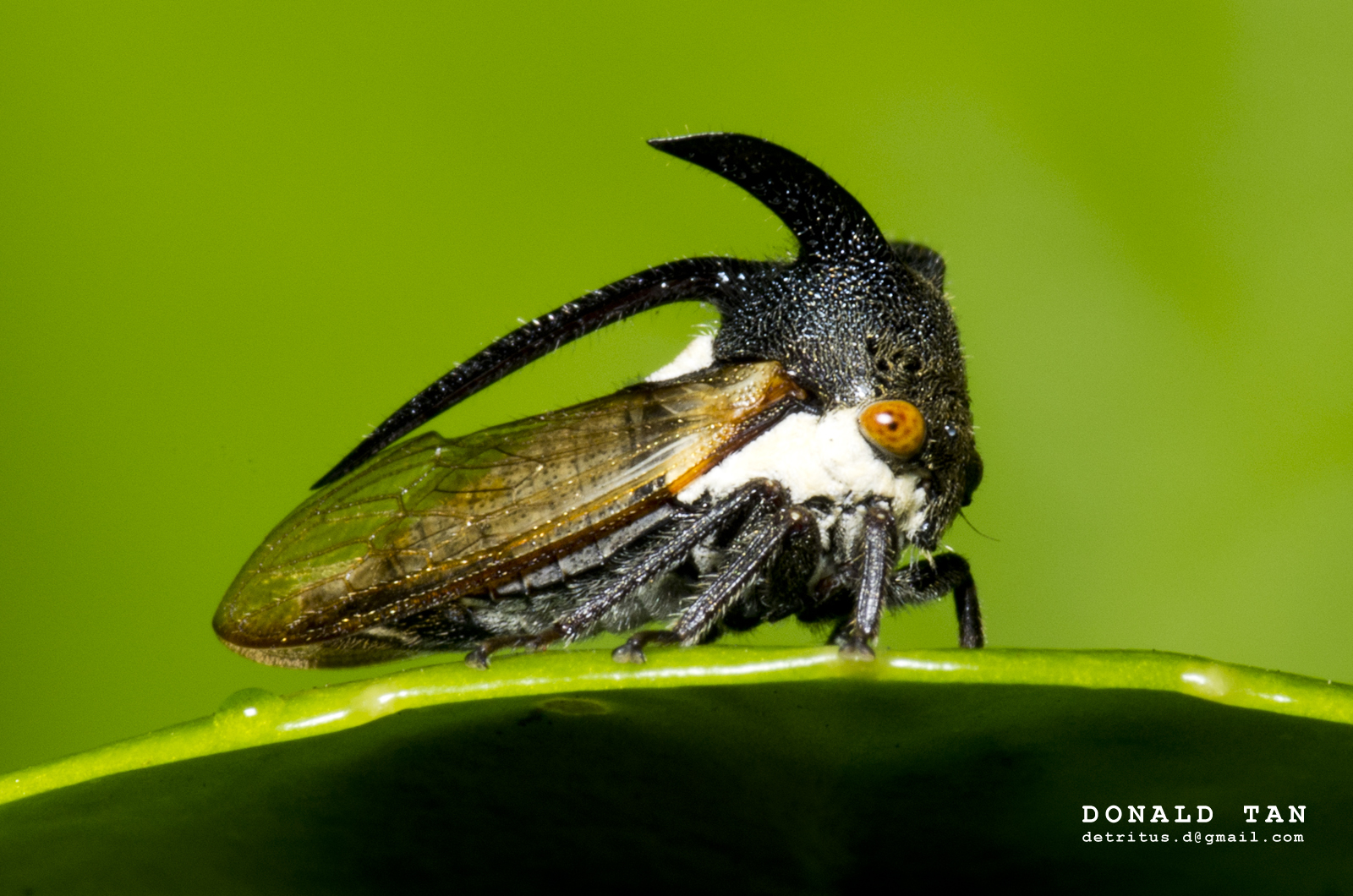 In Plain Sight...: Horned Treehopper