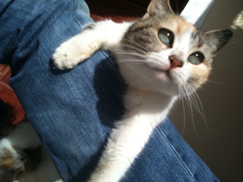 SANTORINI ANIMAL WELFARE ASSOCIATION (SAWA)