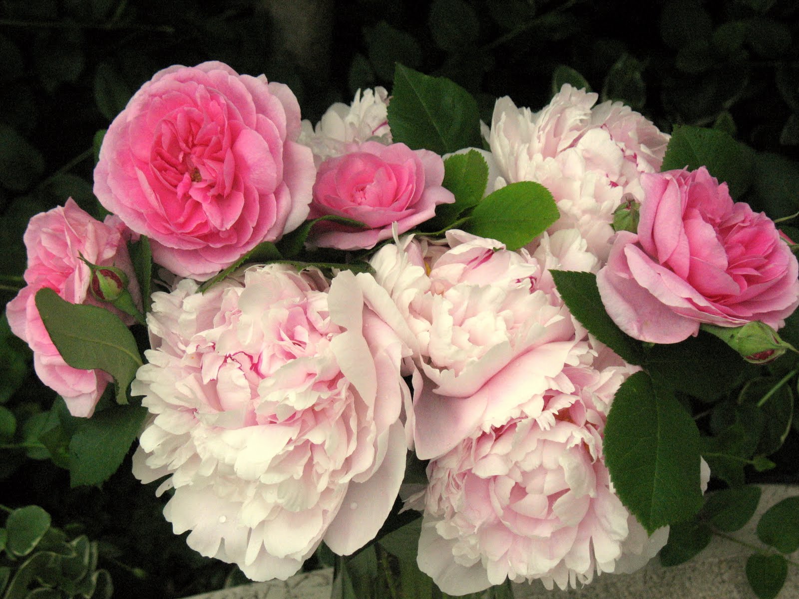 The Pink Peony of Le Jardin: peonies