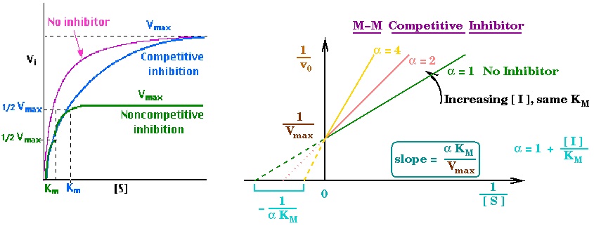 NAOS: ENZIMAS Y CINÉTICA ENZIMÁTICA