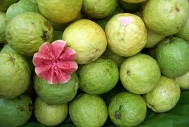 Future Light Agro: How to Grow Guavas-- The sweet fruit (With health ...