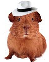 MEMORIA MUSICAL DEL ECUADOR: Nieto del cui: canción con anécdota ...