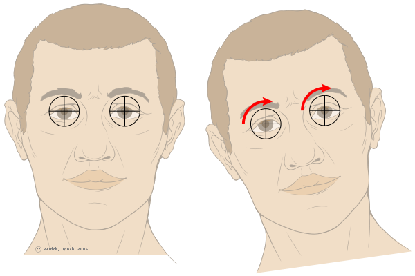The Biologian: Gyroscopic Eyes - Vestibulo-ocular Reflex
