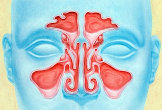 The Biologian: Sinuses - You Need Them Like a Hole in the Head