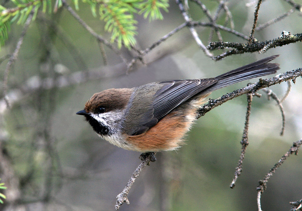 North Shore Nature: Boreal Chickadee in Marathon.