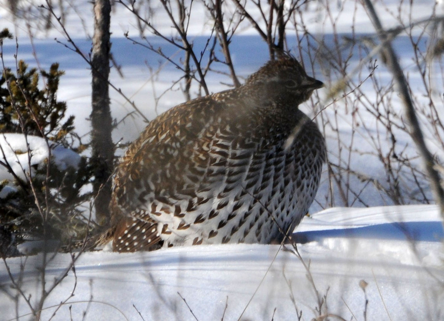 North Shore Nature: Sharp-tailed Grouse on the Black Bay fen