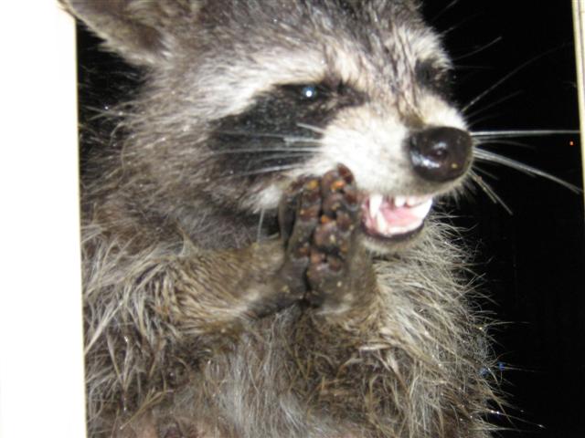 VEVERITE, RATONI and CO.: Adaptare