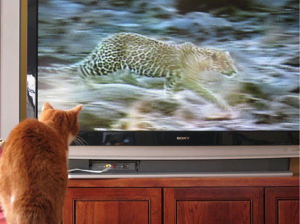 Fresh Pics: Pictures Of Cats Watching Cats On TV