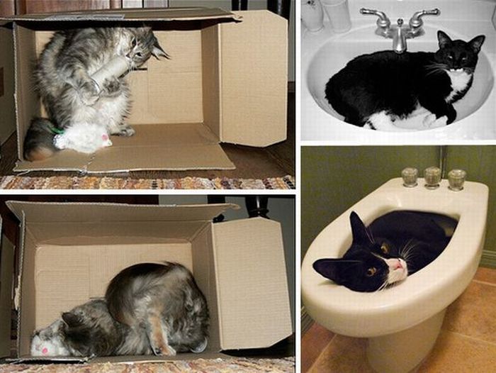 Fresh Pics: How to Organize Your Cats