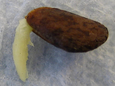 Blake's Bristlecone Pines