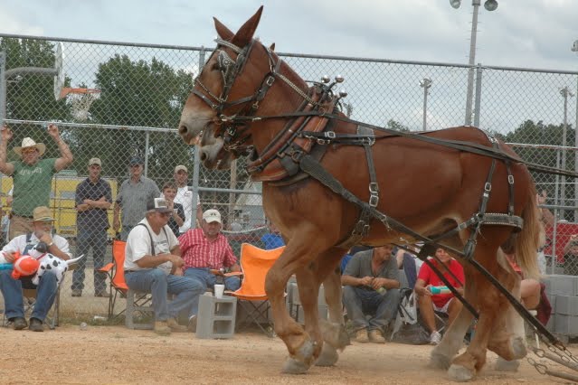 Leahaven: The Mule Pull at Ider's Mule Days