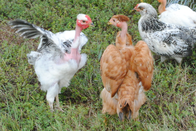 Adventures on Zephyr Hill Farm: Chicken Olympics!