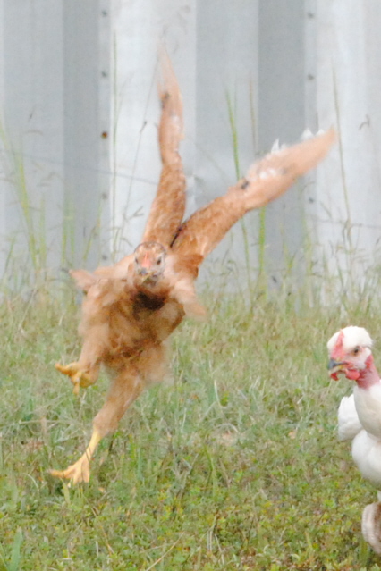 Adventures on Zephyr Hill Farm: Chicken Olympics!