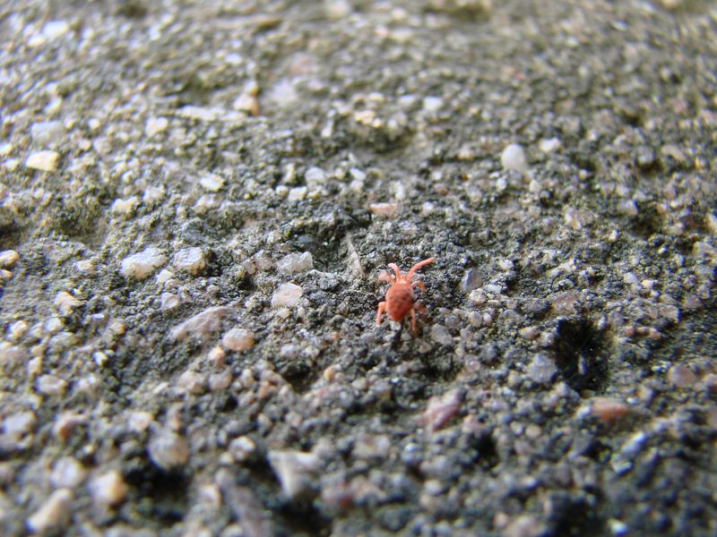 Soudain s’envolent les oiseaux...: A force de montrer son trombidion à ...