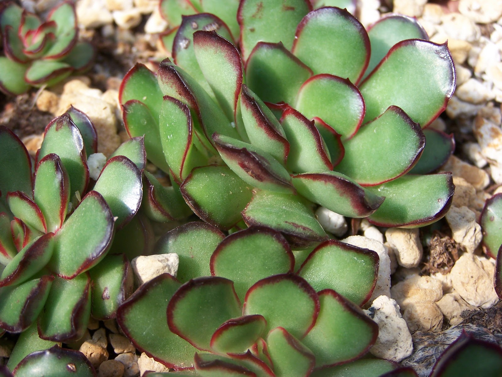 Oregon Cactus Blog: Echeveria pulidonis (green form)