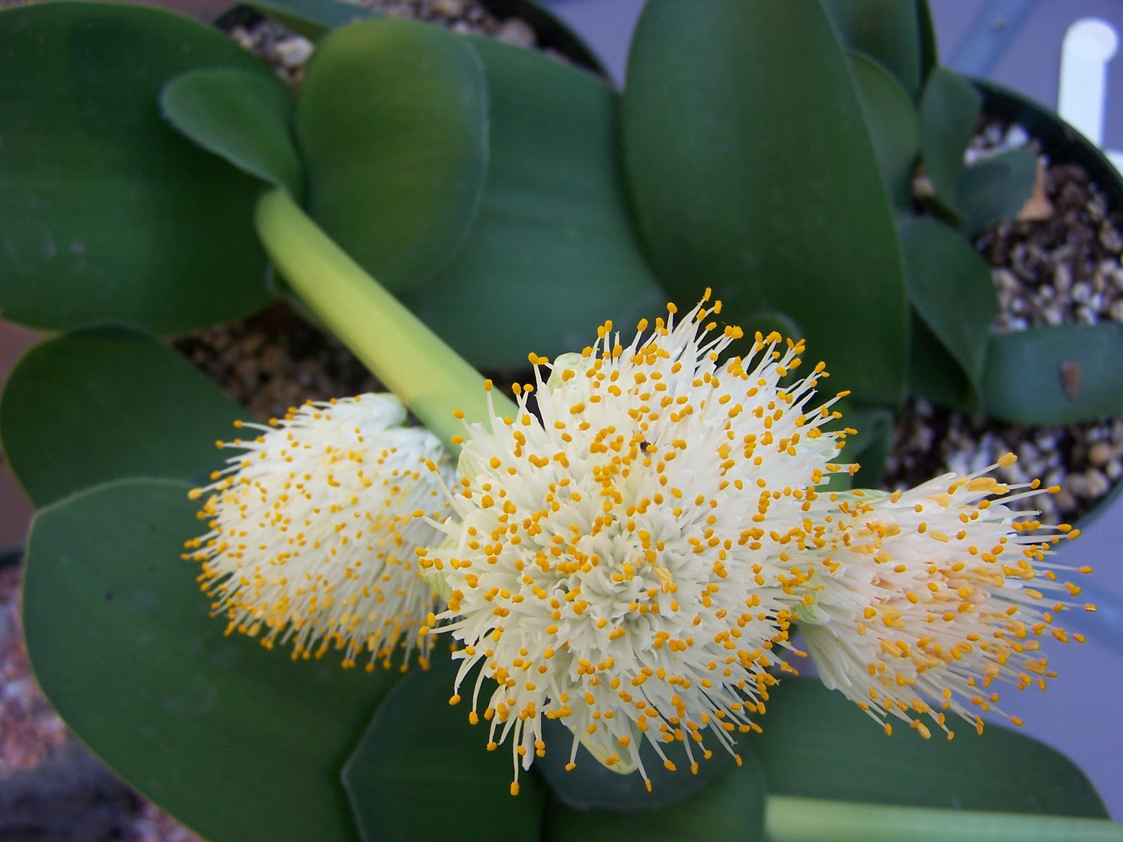 Oregon Cactus Blog: Haemanthus albiflos flowers