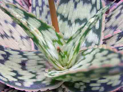 Oregon Cactus Blog: Aloe 'Wunderkind'