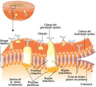 La Naturaleza: Membranas Biológicas