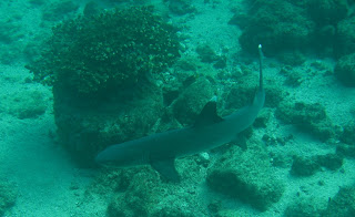 Can I Meet Melina Velba