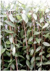 BUDIDAYA “EMAS HIJAU” PANILI YANG INTENSIF | Info Burung Kicauan