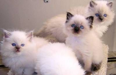 Ecouri: Sacra de Birmania - Birmaneza