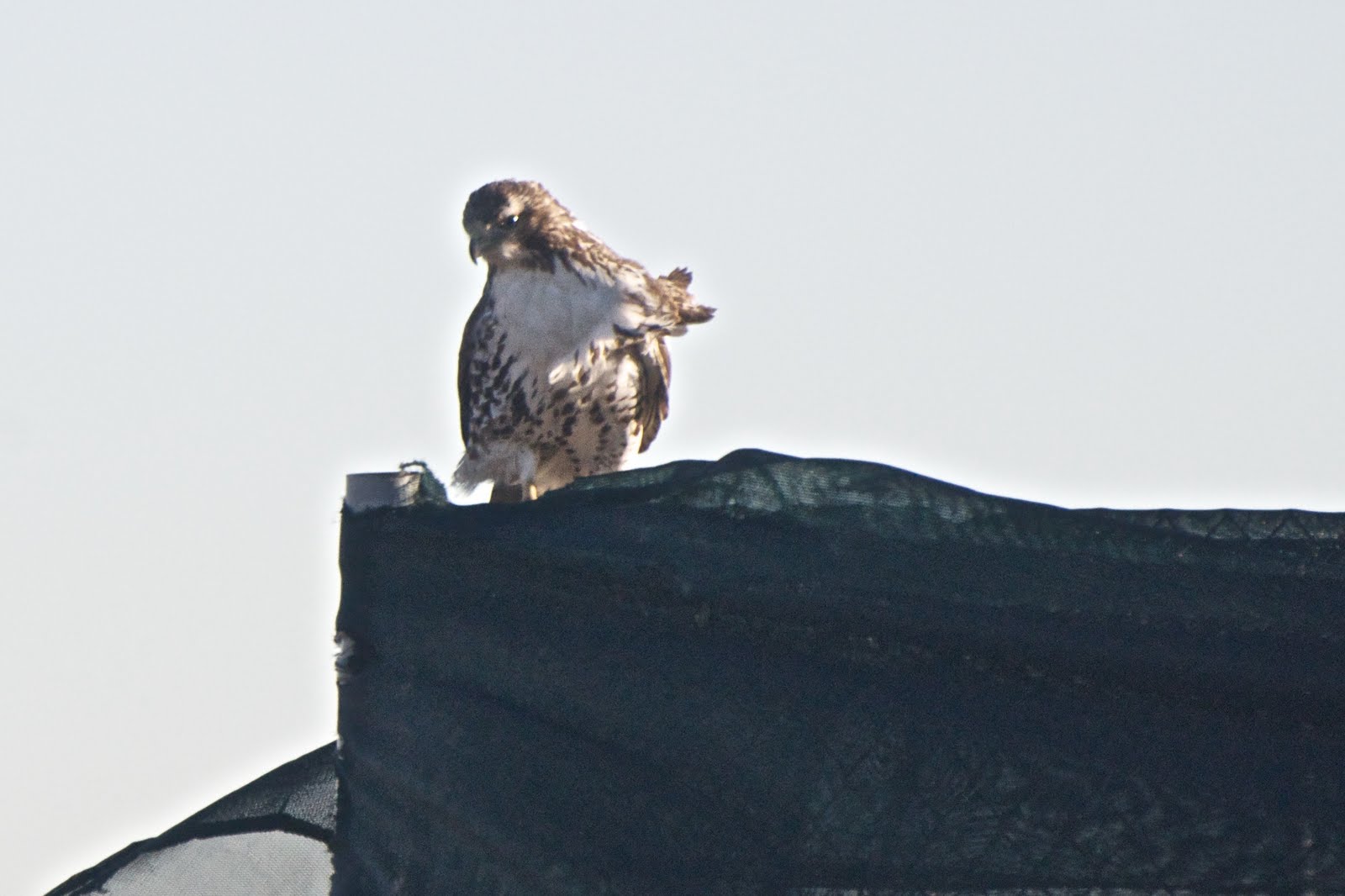 Chicago Bird Watching: Red-Tailed Hawk