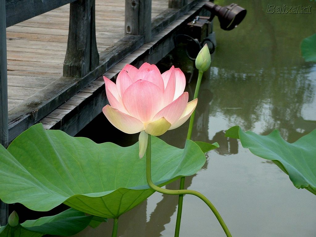 COMUNIDADE PONTE PARA A LIBERDADE: FLOR DE LÓTUS