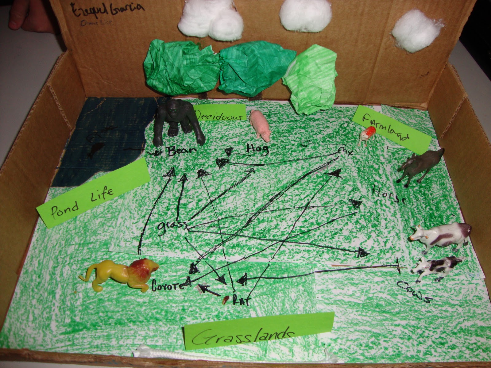 Biology Rocks!!: 3D Food Webs