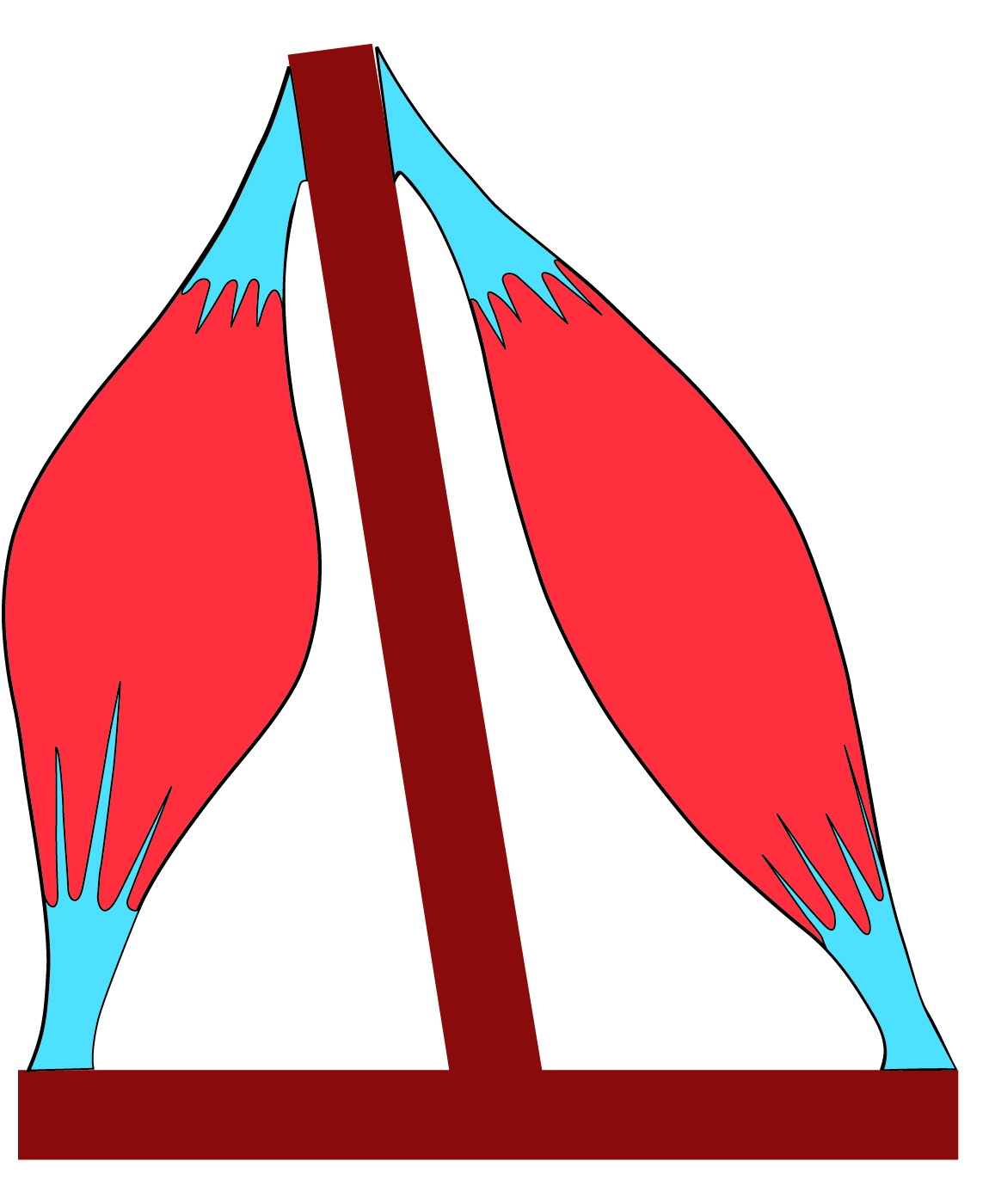 Muscle Hypertonia; Hypermyotonia; Muscular Hypertonicity