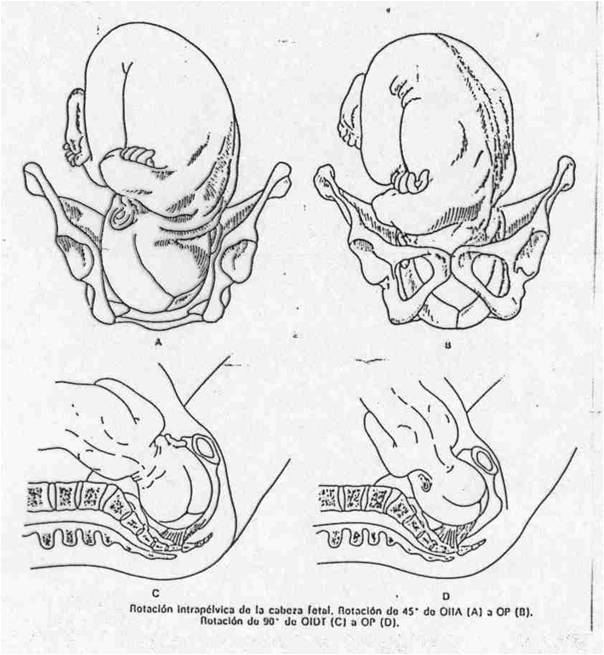 GINECO-OBSTETRICIA: MECANISMO DE PARTO