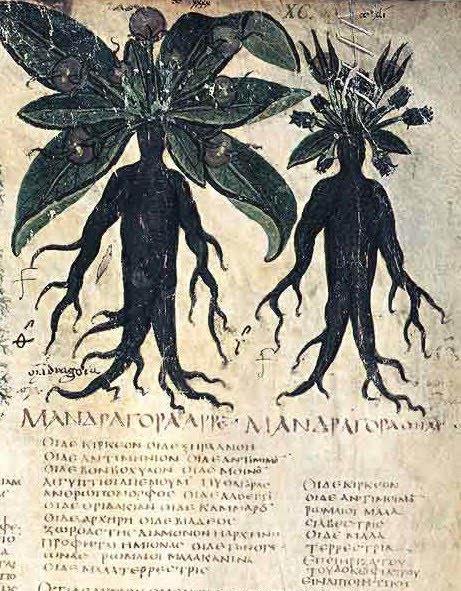 Medical plants