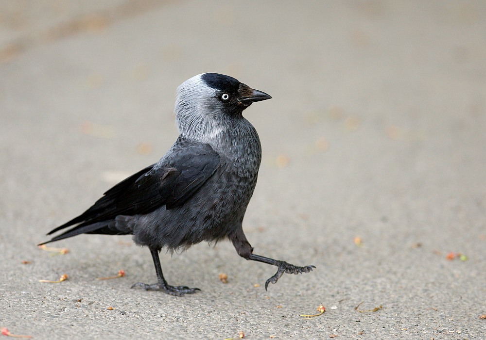 tabăra Frontiere: Legături...