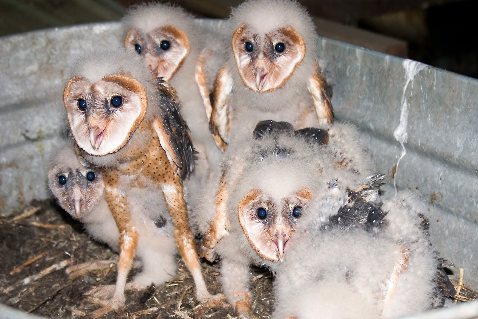 Life in the Woods: Barn Owl Owlets