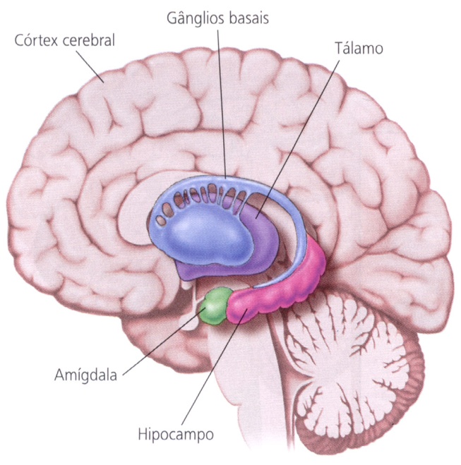 encéfalo ( núcleo caudado