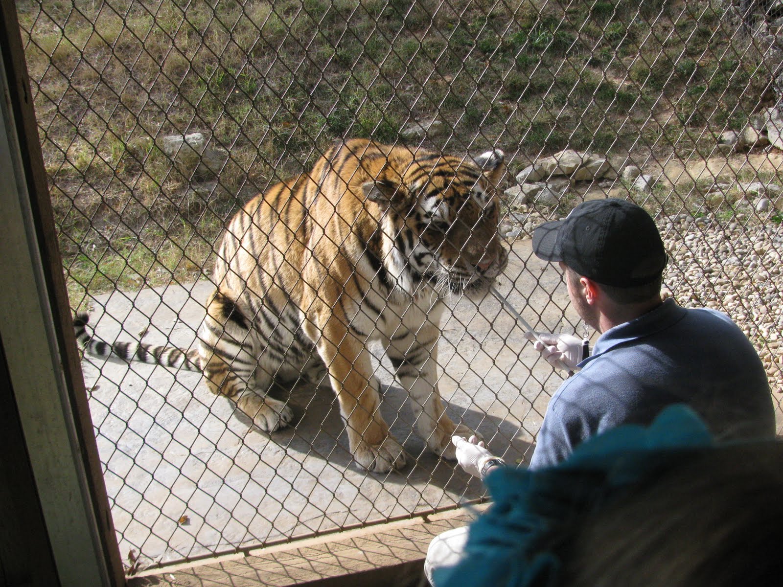 a little cooper sunshine: tiger training