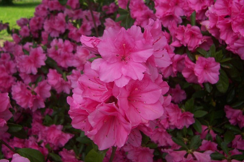 Davy's Louisiana Gardening Blog: Formosa Azaleas