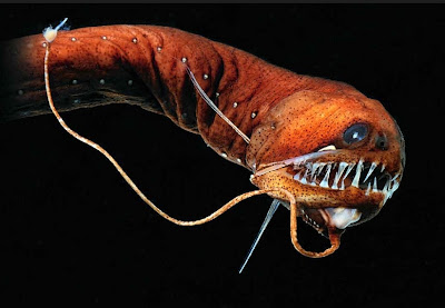 Bouillons de Cultures: The Deep, les extraordinaires créatures des abysses